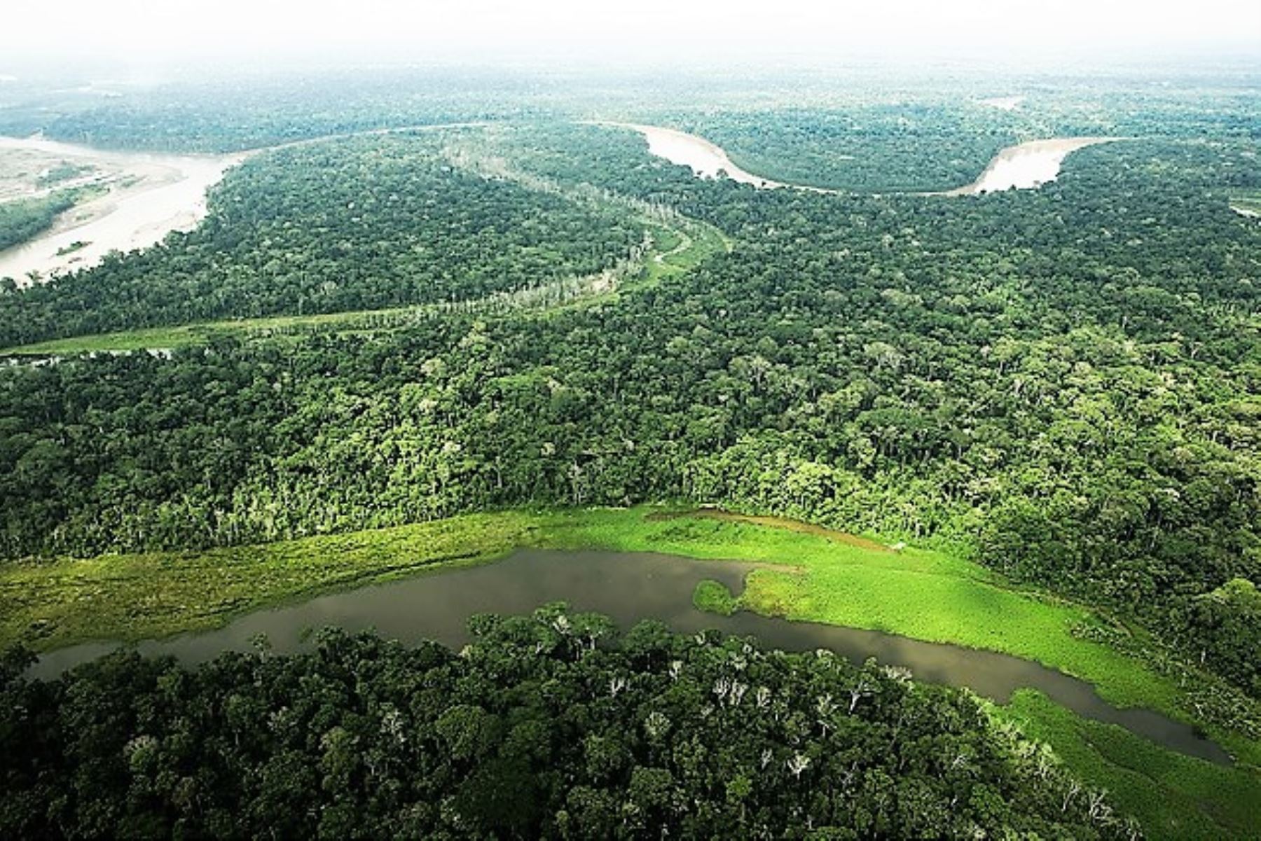 From south to north: the Amazon timber trafficking trail | OjoPúblico