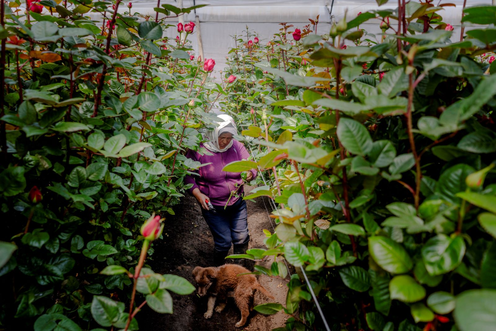 Rosas tóxicas: el costo oculto de la producción industrial de flores en ...