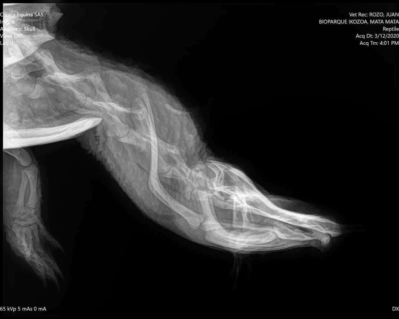 El tiempo del dragón: el tráfico de la tortuga matamata en Sudamérica ...