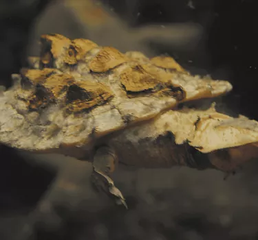 El tiempo del dragón: el tráfico de la tortuga matamata en Sudamérica ...
